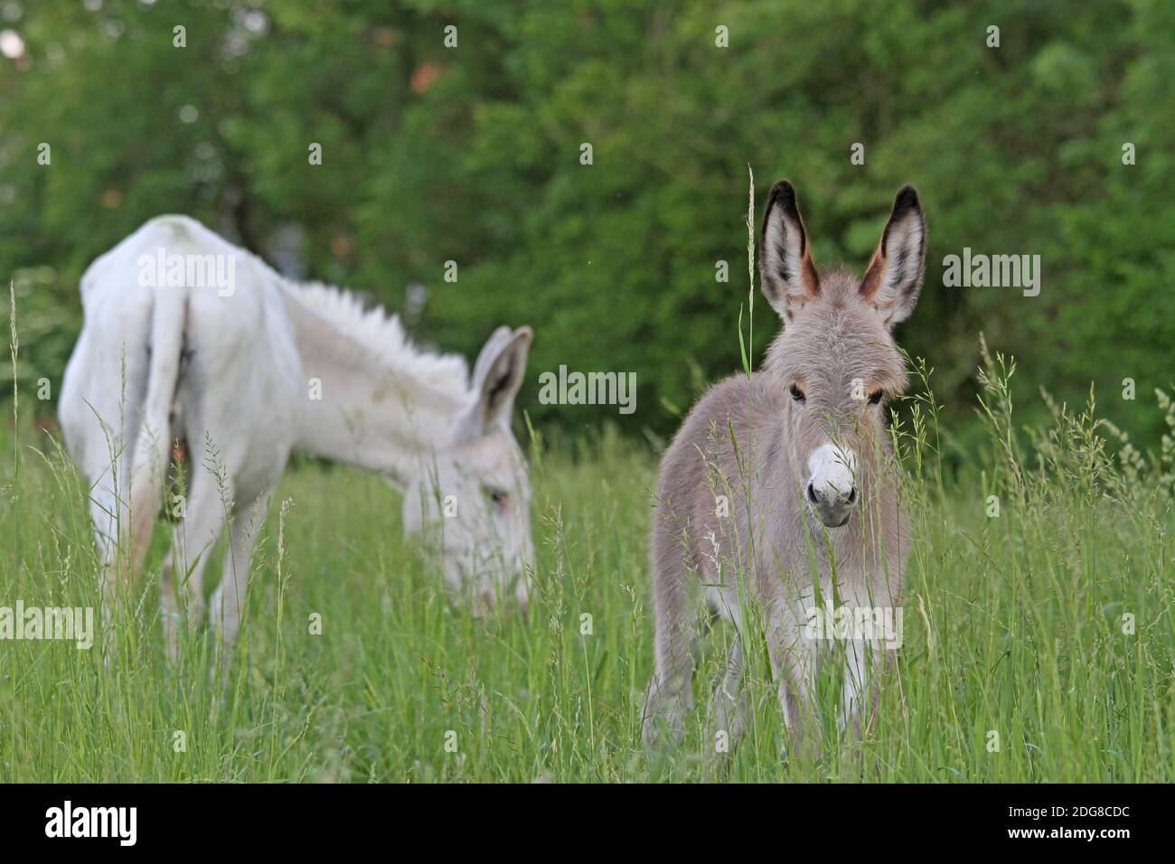 Esel fohlen -Fotos und -Bildmaterial in hoher Auflösung – Alamy
