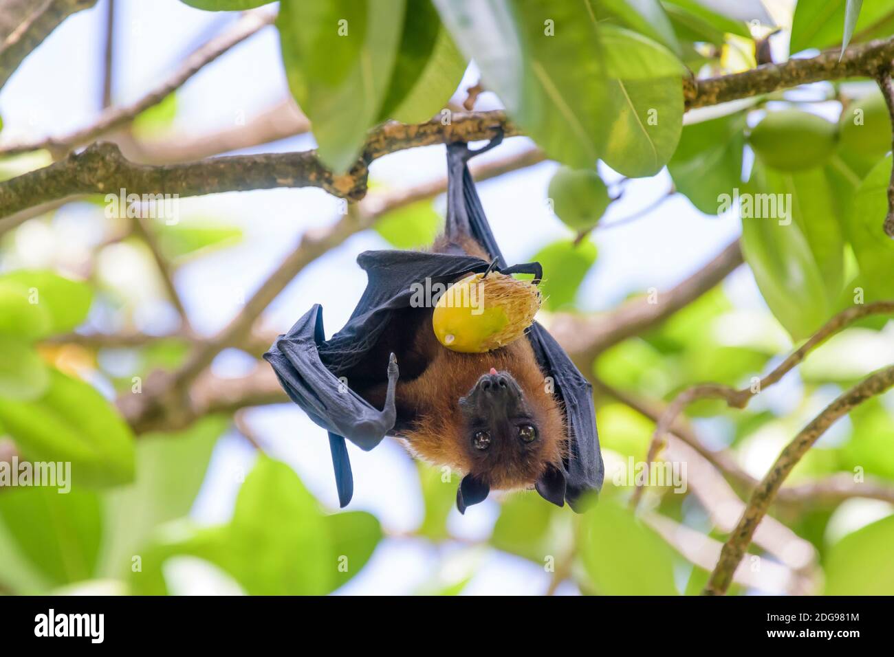 Flying fox eating -Fotos und -Bildmaterial in hoher Auflösung – Alamy
