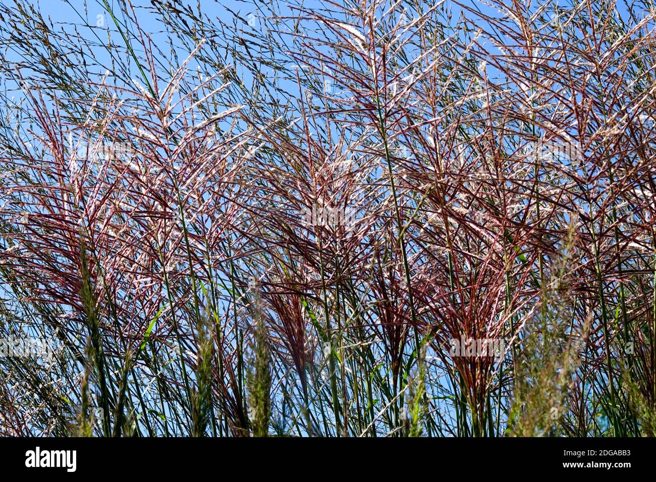 Miscanthus sinensis rotsilber -Fotos und -Bildmaterial in hoher ...