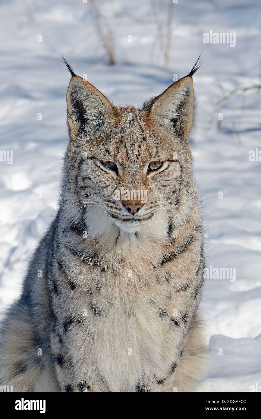 Eurasischer, europäischer Luchs oder Nordluchs (Lynx Lynx) im Schnee im ...