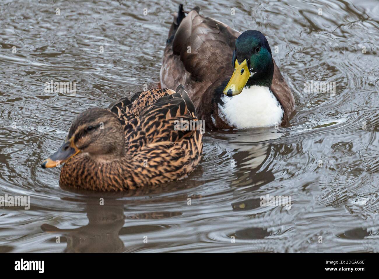 Wellen am teich Stockfotos und -bilder Kaufen - Alamy