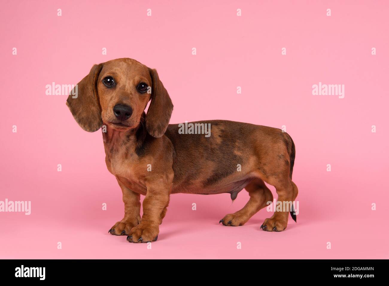 Hund stehend von der seite auf -Fotos und -Bildmaterial in hoher ...