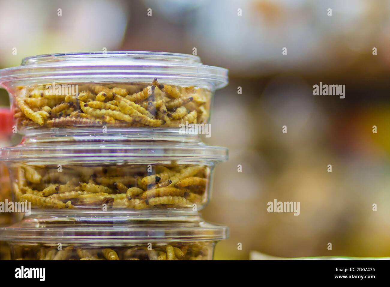 Omphisa fuscidentalis -Fotos und -Bildmaterial in hoher Auflösung – Alamy