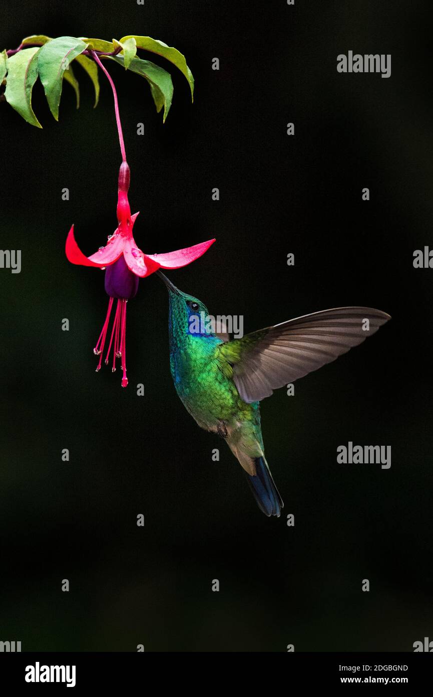 Costa rica colibri -Fotos und -Bildmaterial in hoher Auflösung – Alamy