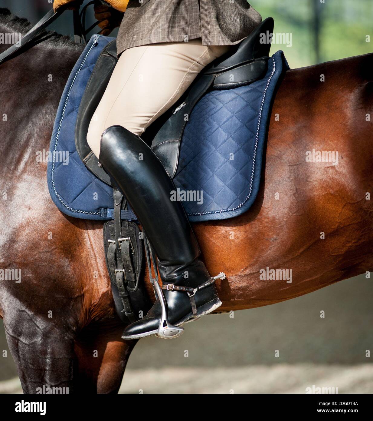 Dressage riding competition dressage rider -Fotos und -Bildmaterial in ...