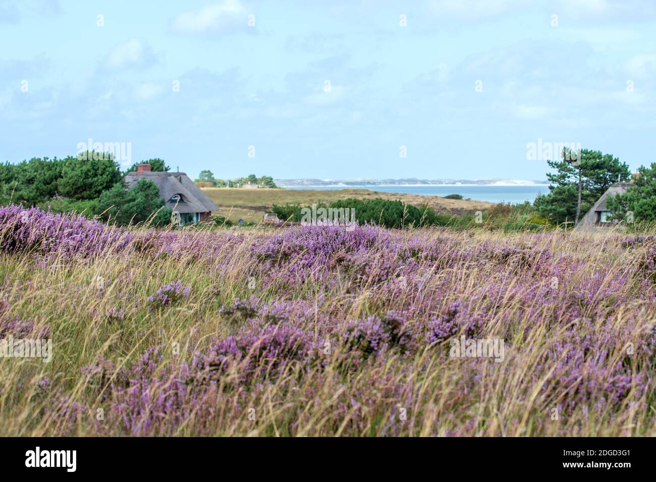 Besenheide pflanzen -Fotos und -Bildmaterial in hoher Auflösung – Alamy