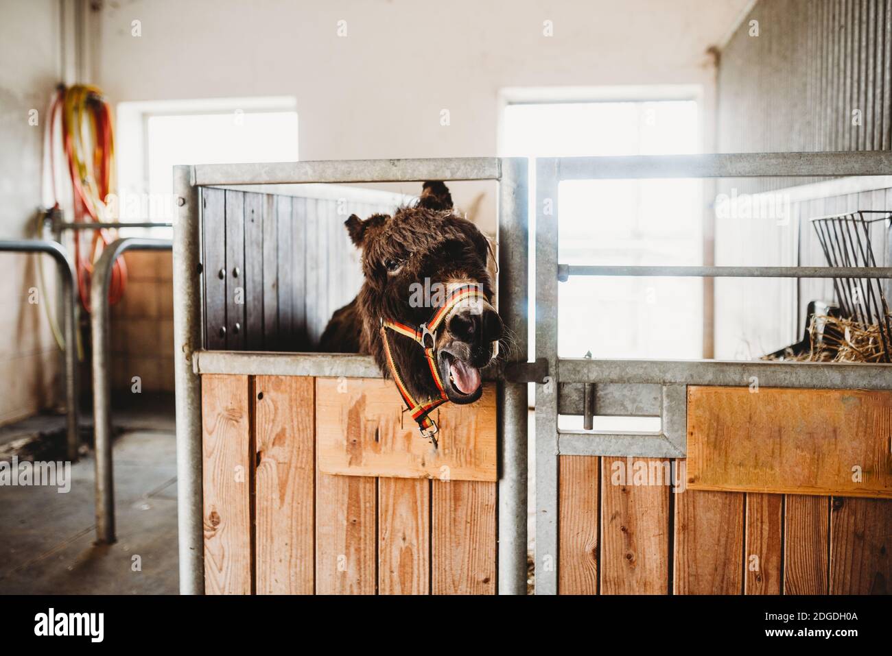 Esel mit offenem mund -Fotos und -Bildmaterial in hoher Auflösung – Alamy Esel mit offenem mund -Fotos und -Bildmaterial in hoher Auflösung – Alamy