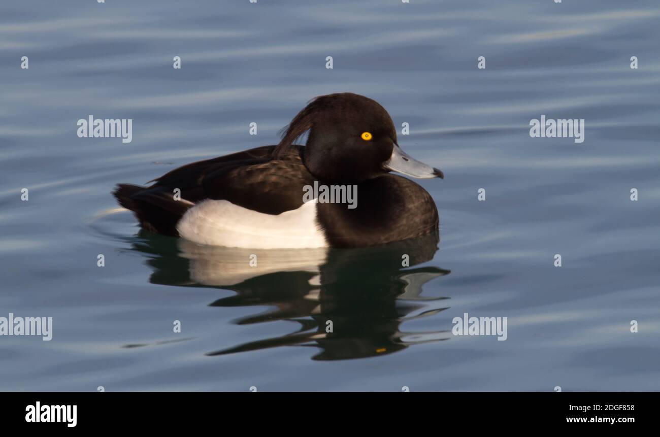 Schwarz Weisse Enten