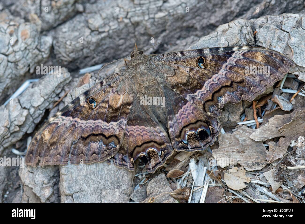 Schwarze hexenmotte ascalapha odorata -Fotos und -Bildmaterial in hoher ...
