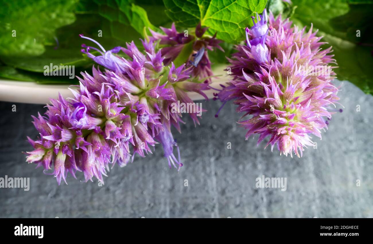 Lophanthus anisatus -Fotos und -Bildmaterial in hoher Auflösung – Alamy