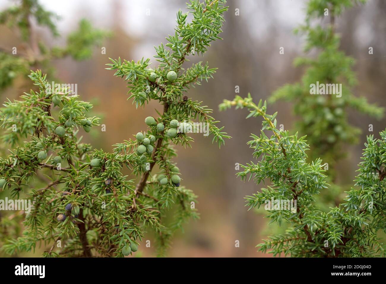 Wacholderstrauch im hintergrund -Fotos und -Bildmaterial in hoher ...