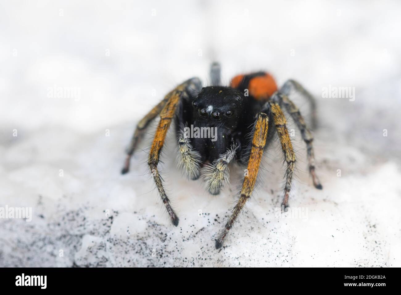 Goldaugen-Springspinne, Goldaugenspringspinne, Springspinne, Männchen ...