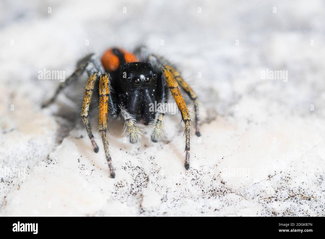 Goldaugen-Springspinne, Goldaugenspringspinne, Springspinne, Männchen ...