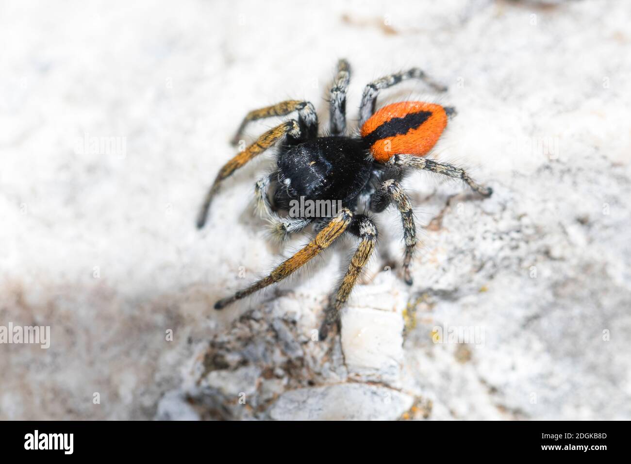 Goldaugen-Springspinne, Goldaugenspringspinne, Springspinne, Männchen ...