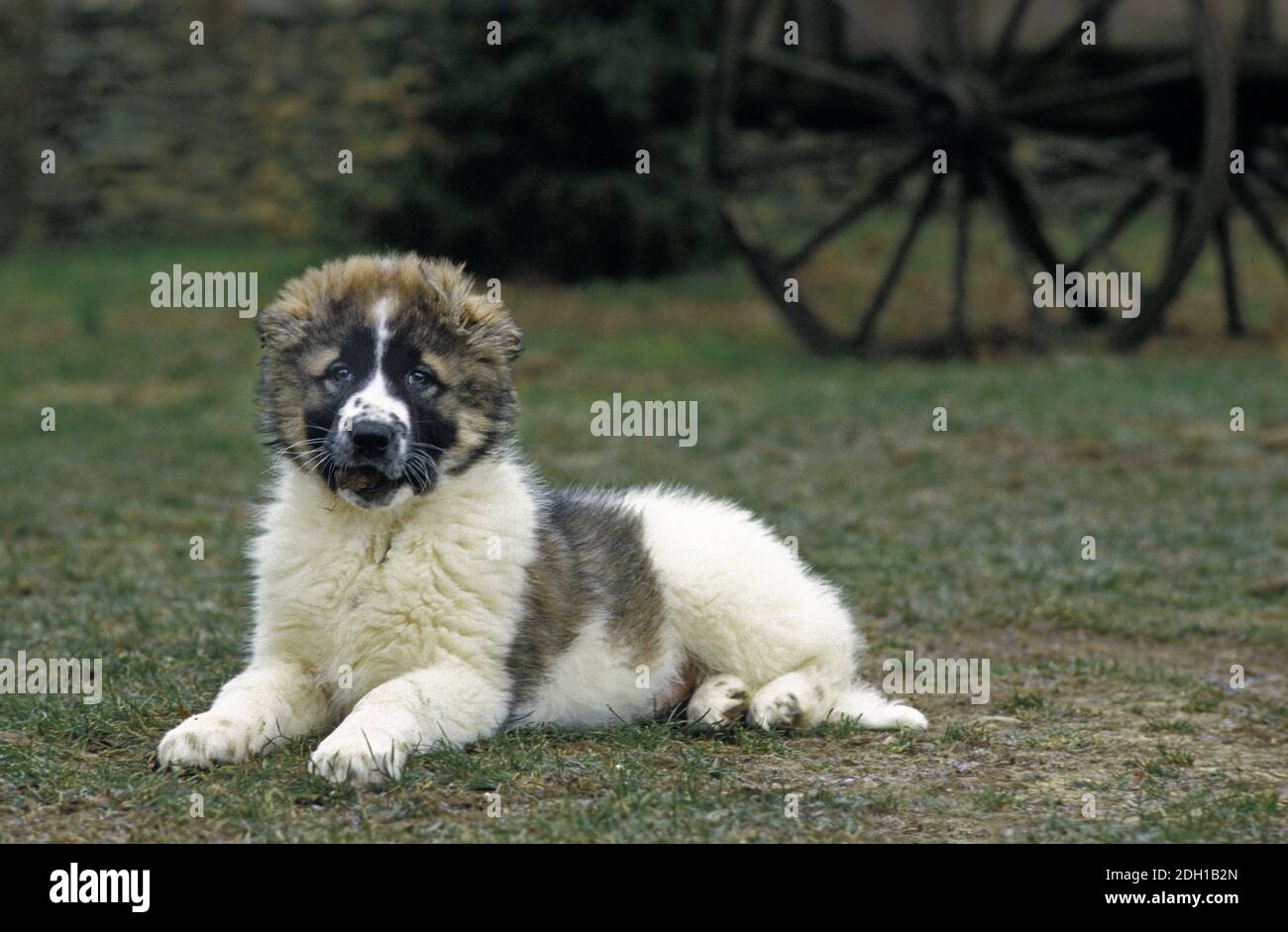 Rasse aus russland -Fotos und -Bildmaterial in hoher Auflösung – Alamy