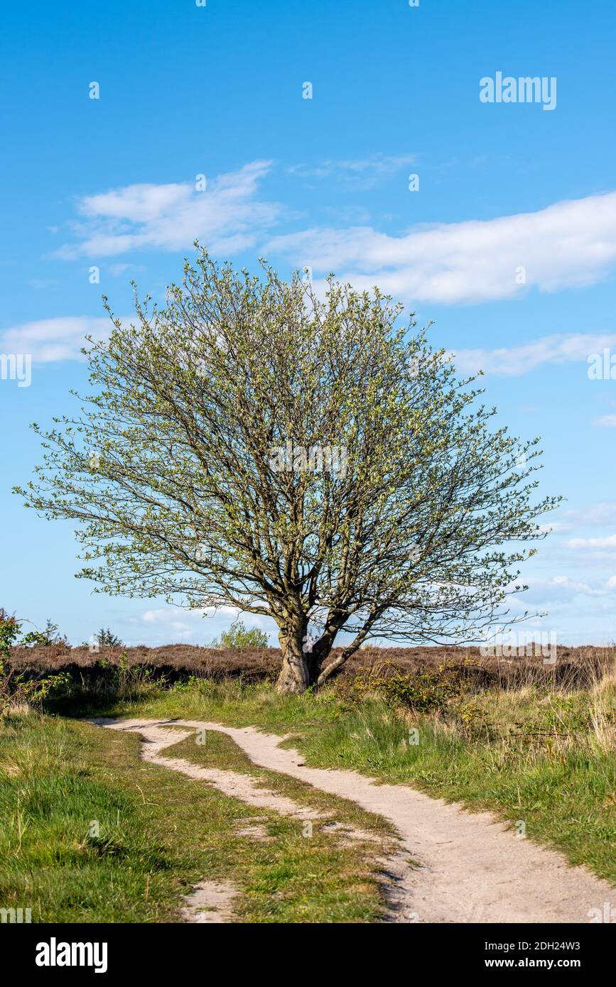 Landschaft mit laubbaum -Fotos und -Bildmaterial in hoher Auflösung – Alamy