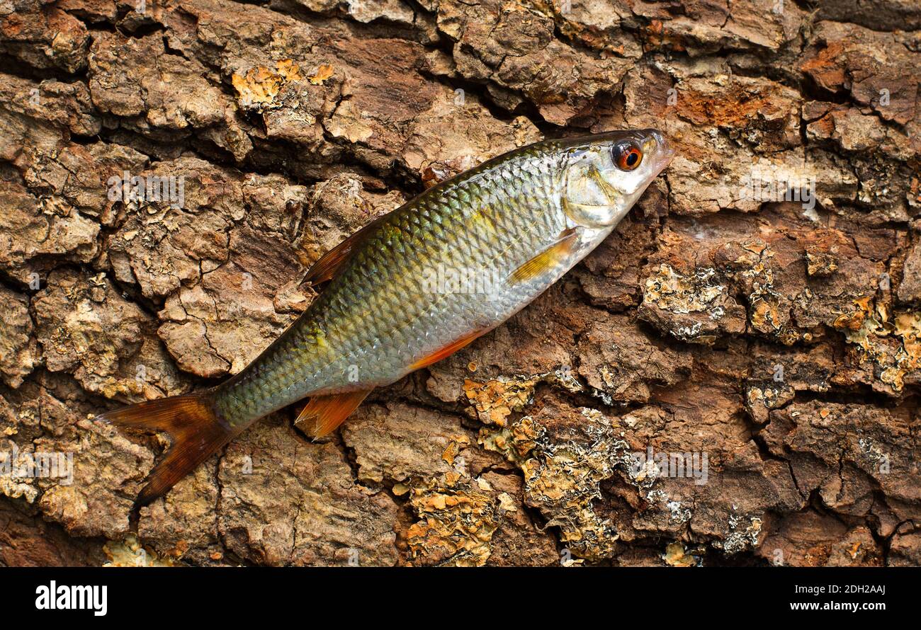 Das leben der fische -Fotos und -Bildmaterial in hoher Auflösung – Alamy