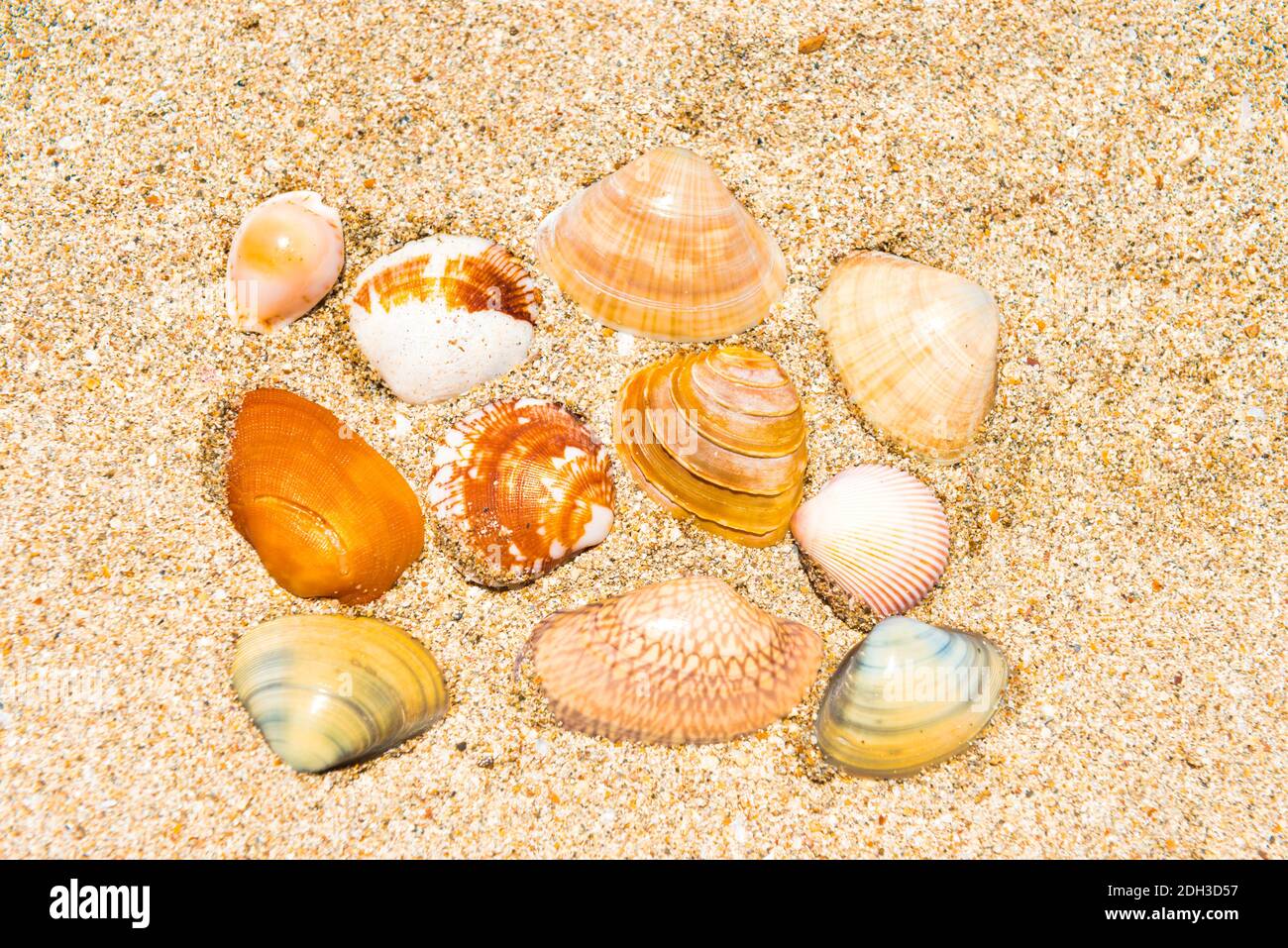 Strandurlaub muscheln -Fotos und -Bildmaterial in hoher Auflösung – Alamy