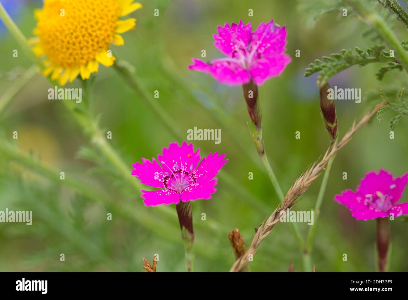 Nelke von oben -Fotos und -Bildmaterial in hoher Auflösung – Alamy