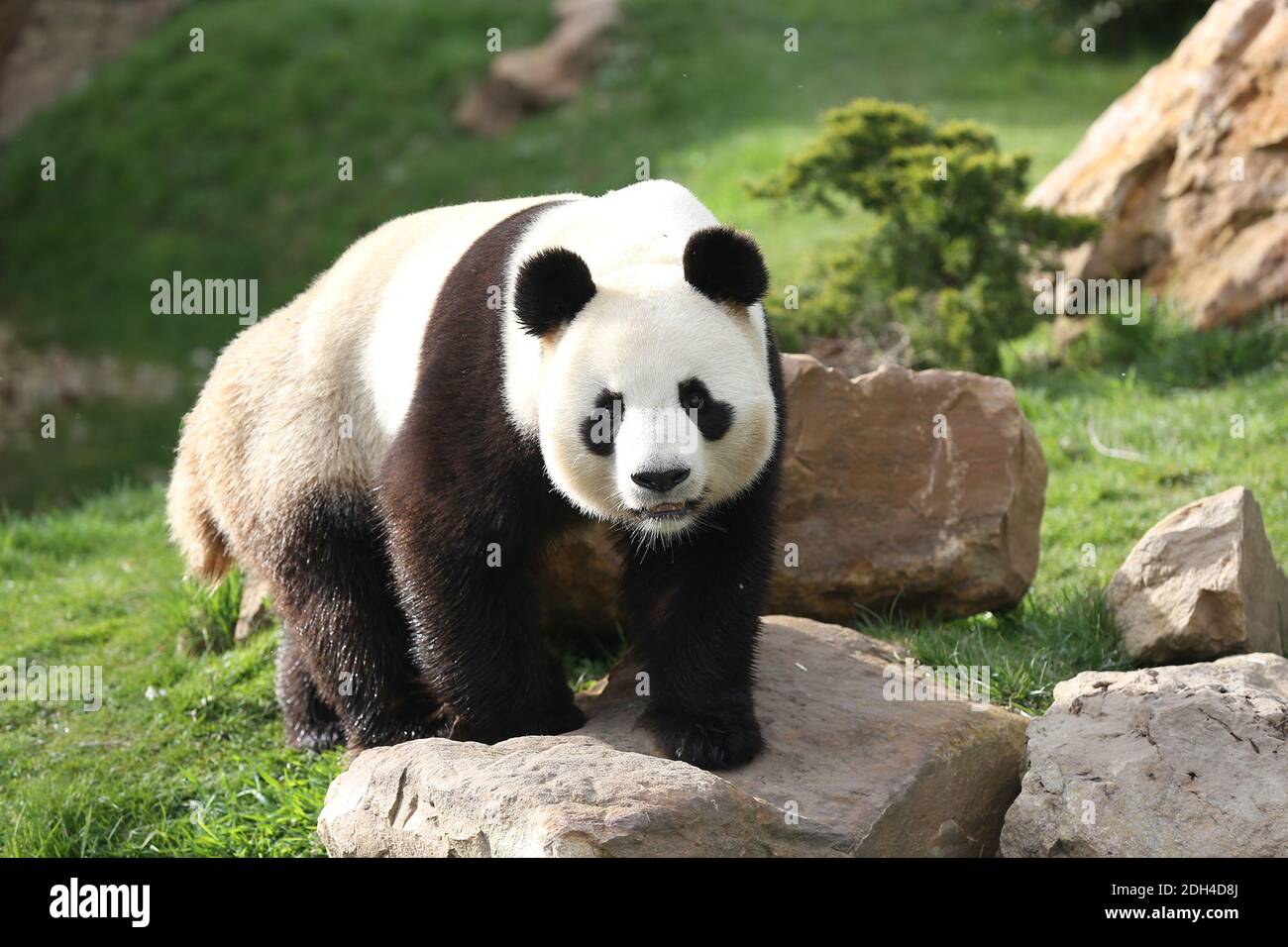 Handout-Bilder. Am 2017. August bilden der riesige Panda, der männliche ...