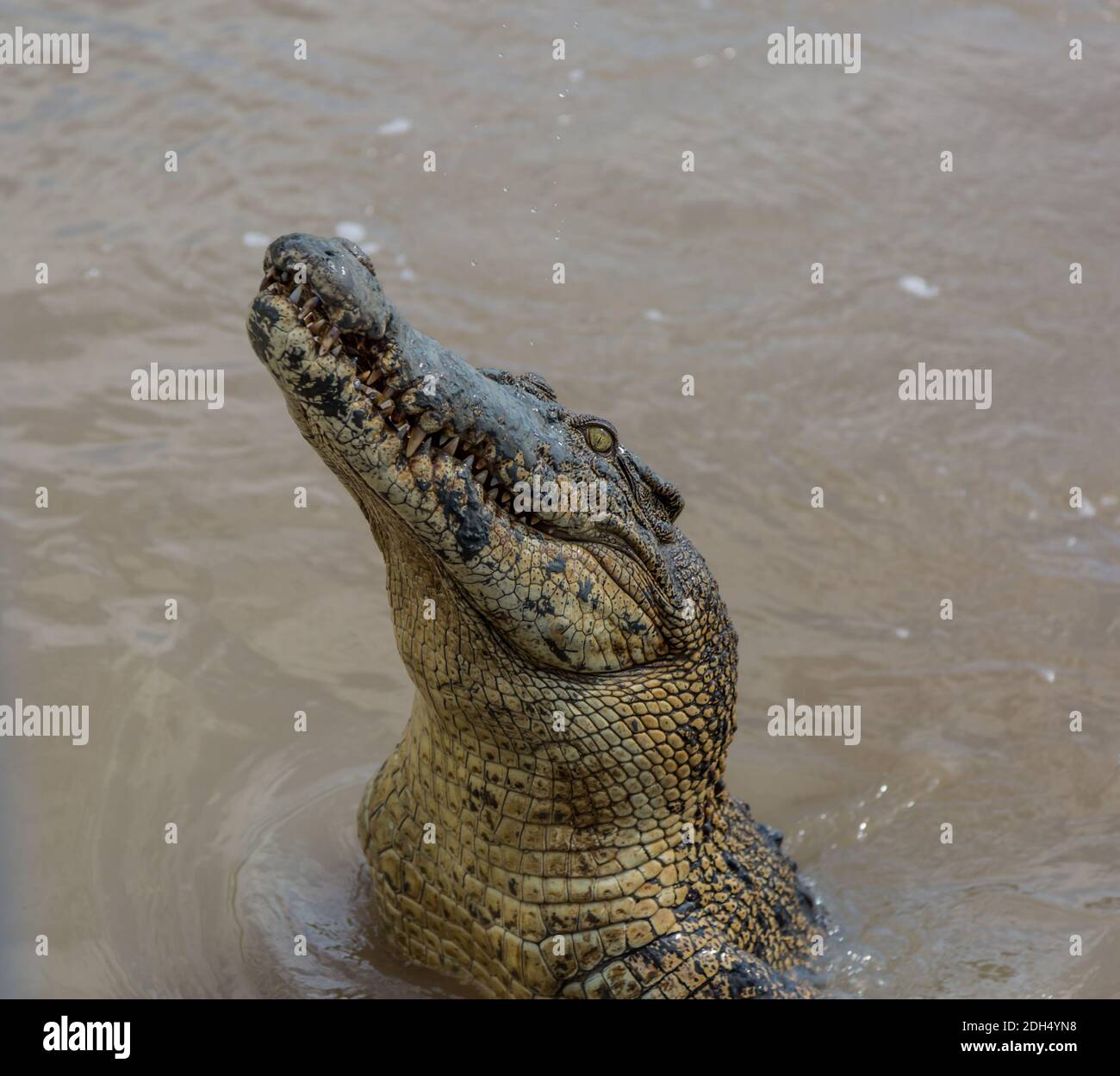 Salzwasser Krokodil - Queensland Australis Stockfotografie - Alamy