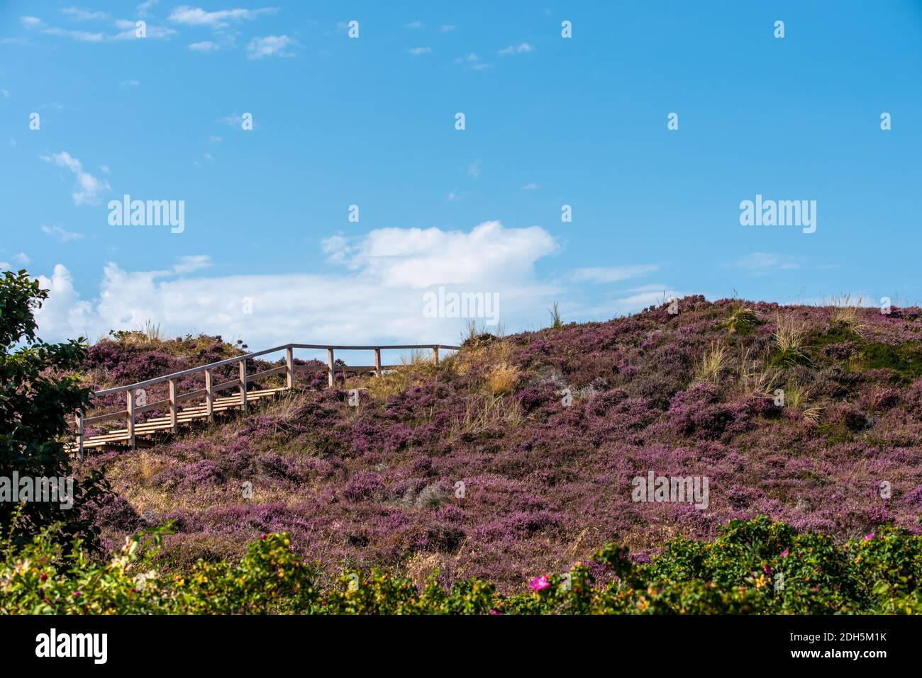 Blühende heidelandschaft -Fotos und -Bildmaterial in hoher Auflösung ...