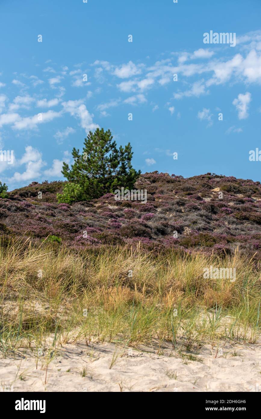 Blühende heidelandschaft -Fotos und -Bildmaterial in hoher Auflösung ...