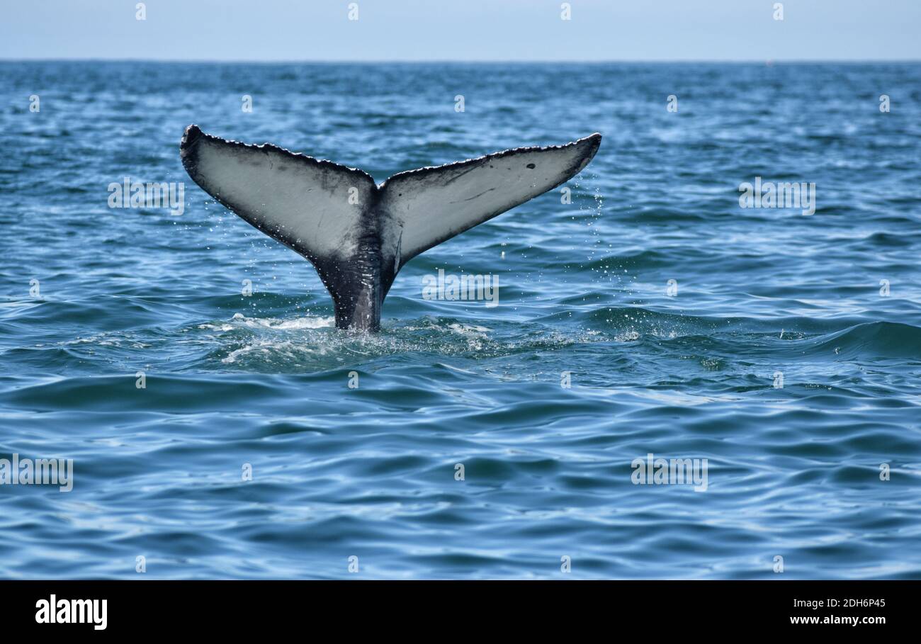 Buckelwal migration -Fotos und -Bildmaterial in hoher Auflösung – Alamy