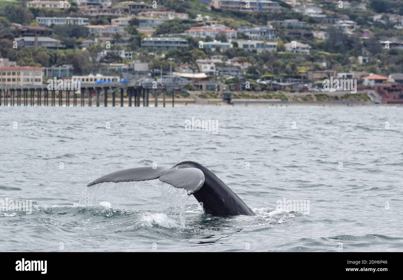 Buckelwal migration -Fotos und -Bildmaterial in hoher Auflösung – Alamy