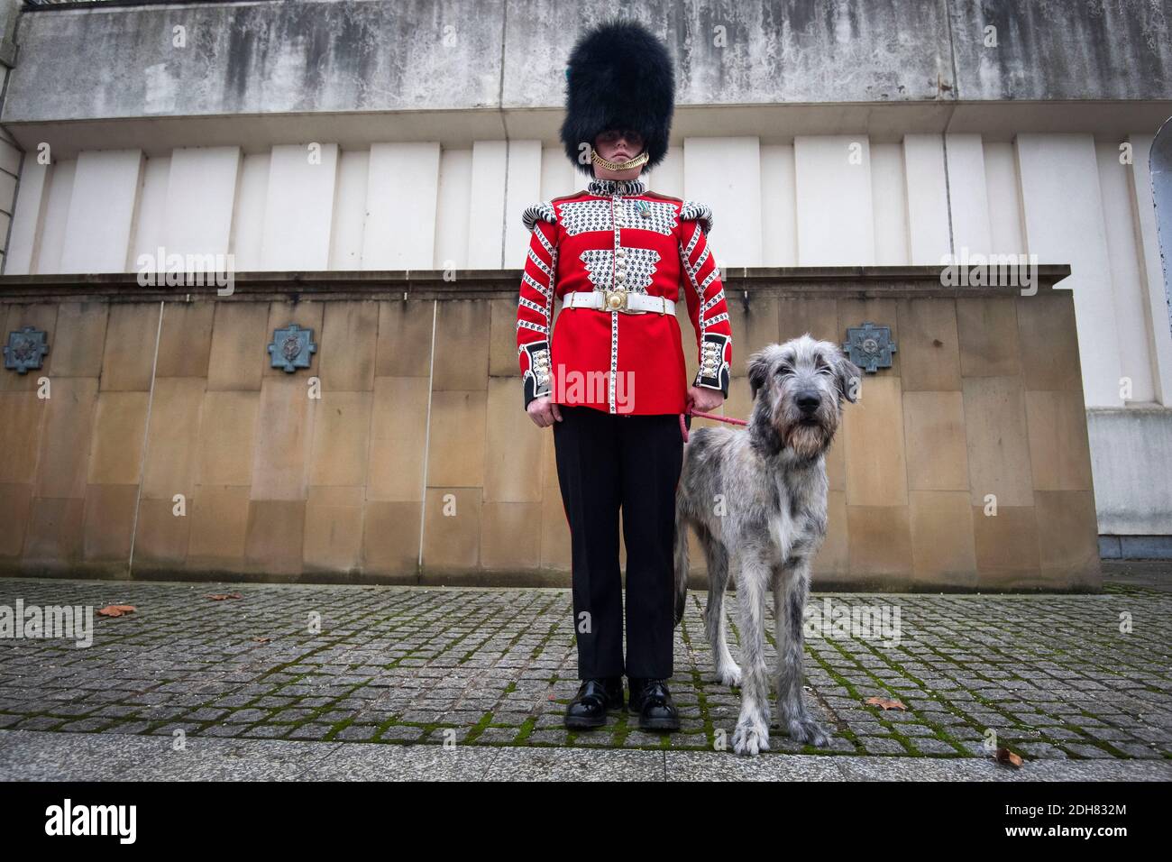 Das neue Maskottchen der irischen Garde, ein irischer Wolfshund namens ...