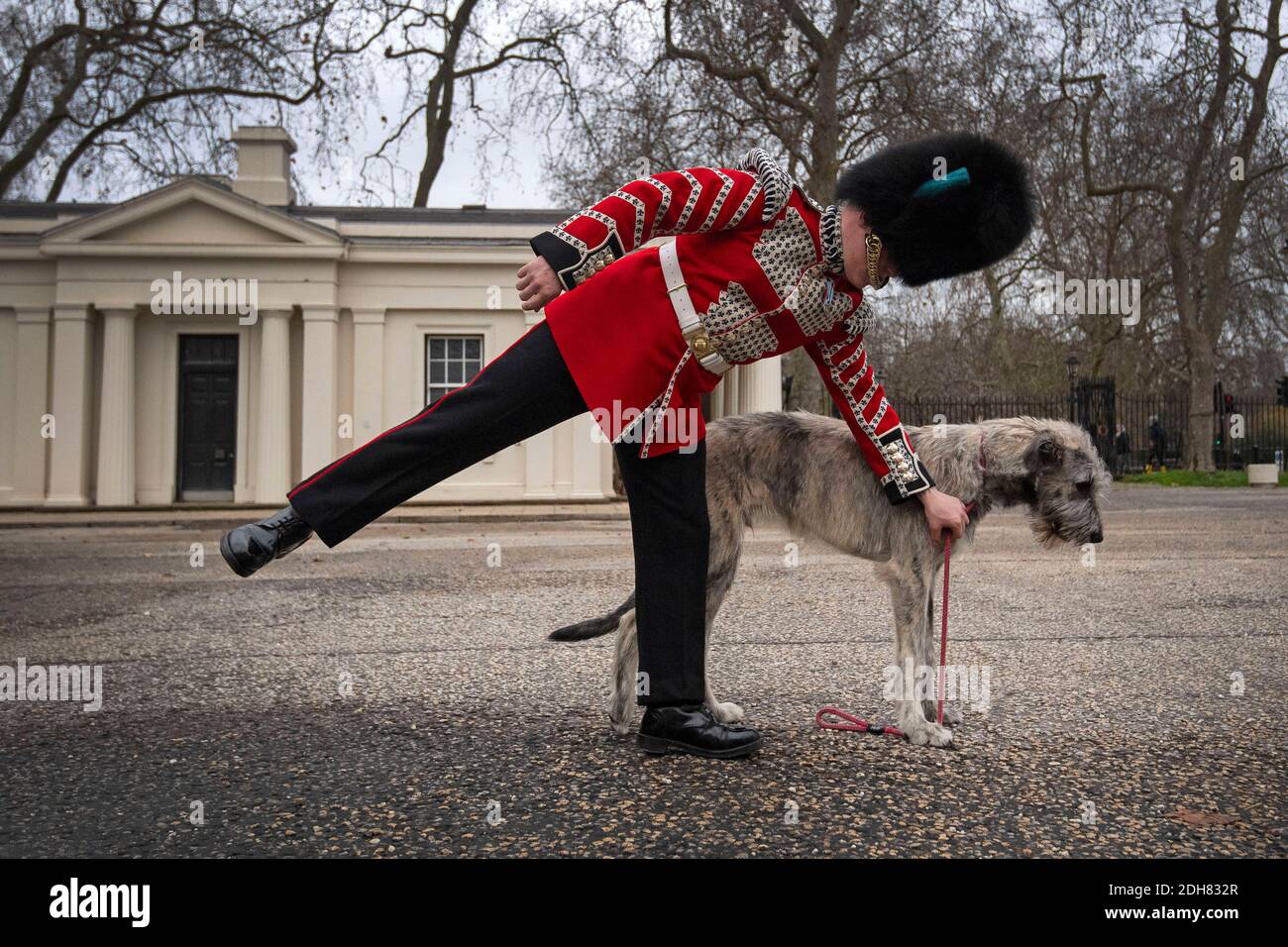 Das neue Maskottchen der irischen Garde, ein irischer Wolfshund namens ...