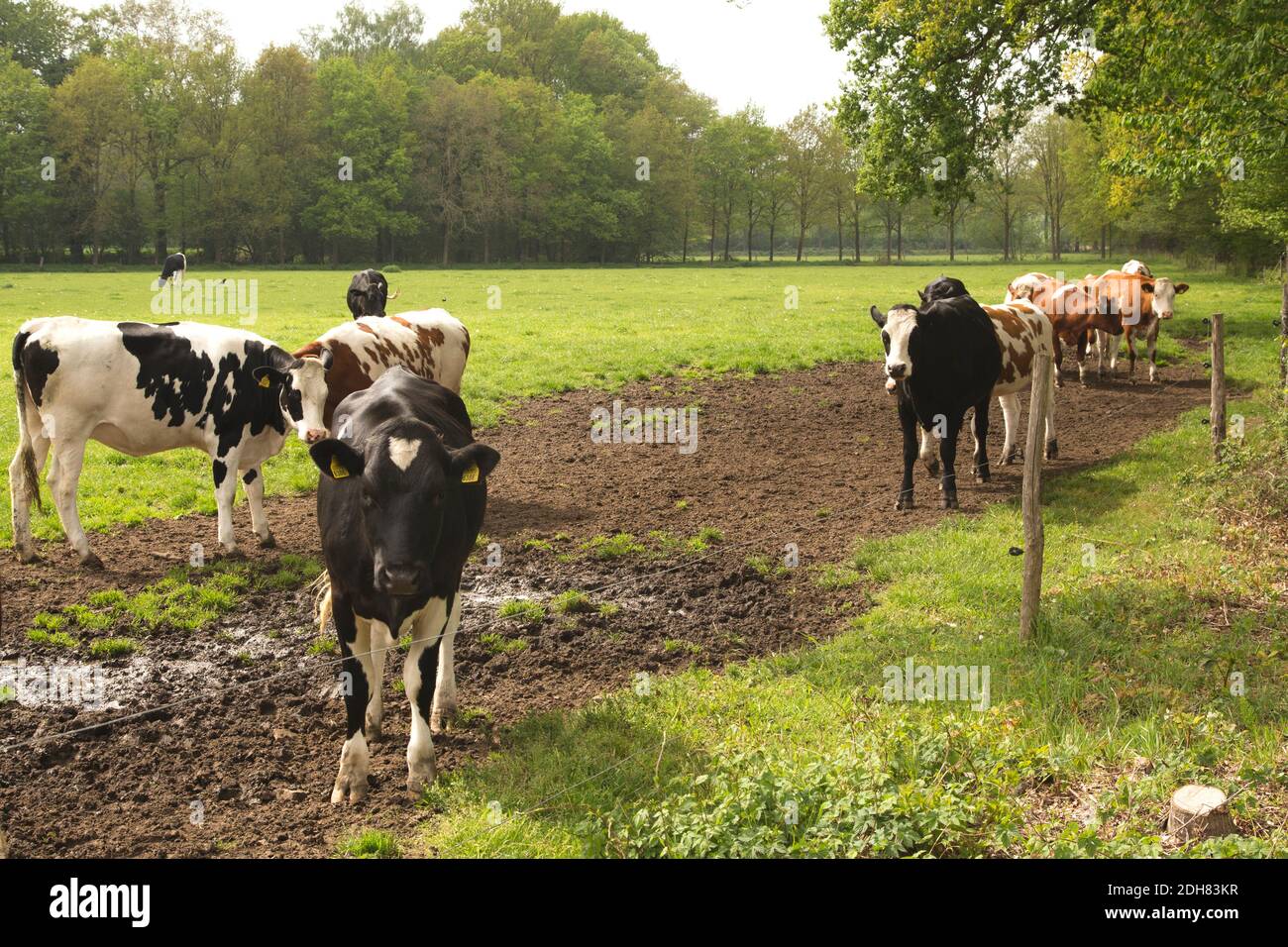 Rinder herdentiere -Fotos und -Bildmaterial in hoher Auflösung – Alamy