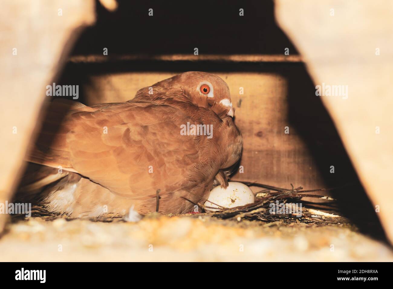 Taubeneier Im Nest Stockfotos und -bilder Kaufen - Alamy