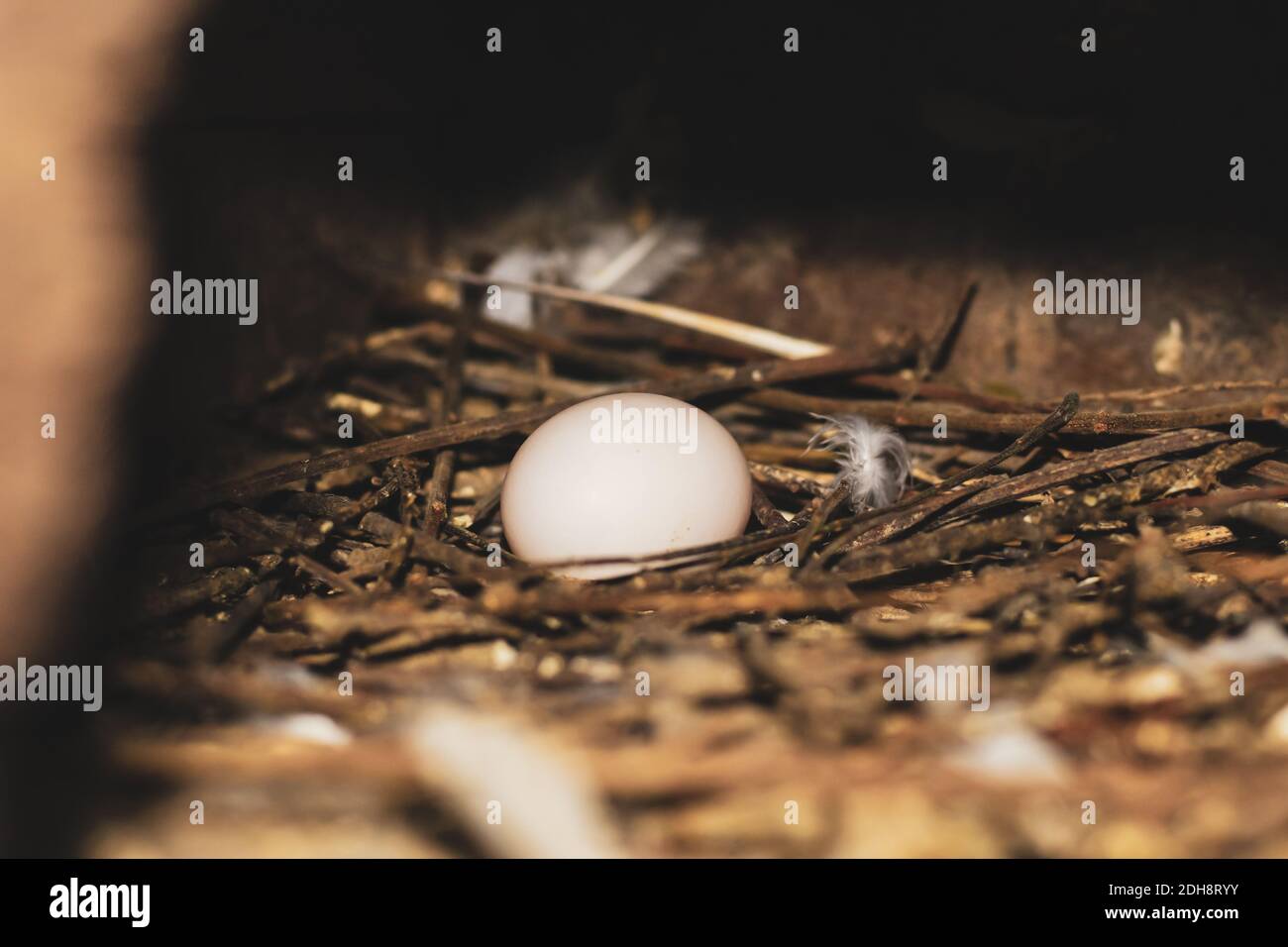 Holz taubenei -Fotos und -Bildmaterial in hoher Auflösung – Alamy