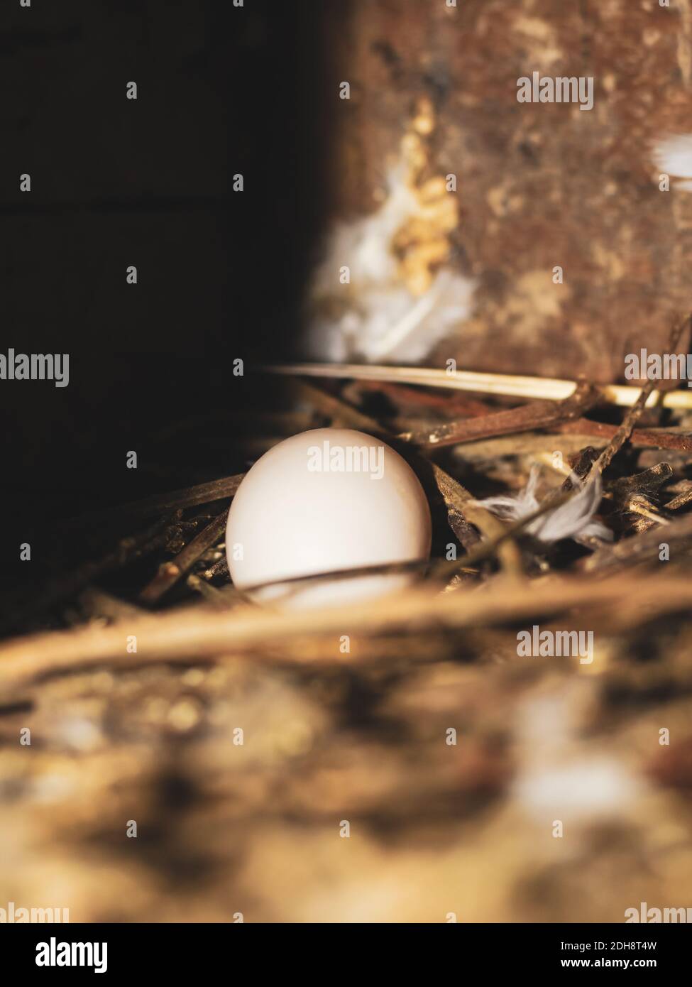 Holztaube auf nest -Fotos und -Bildmaterial in hoher Auflösung – Alamy