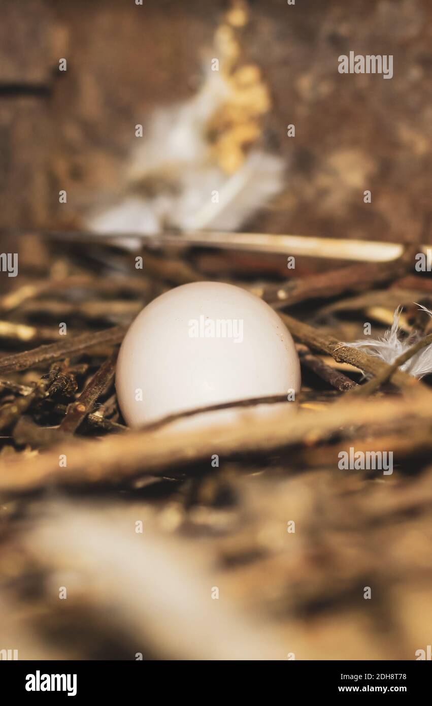 Wildtaubenjunge im nest Stockfotos und -bilder Kaufen - Alamy