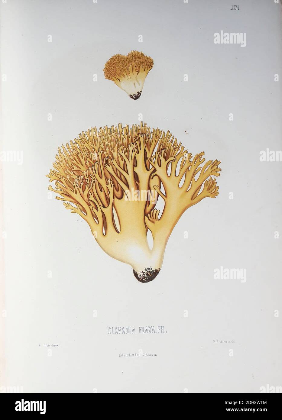 Clavaria Flava Pilze, pathogene Pilze aus dem Buch Sveriges ätliga och ...