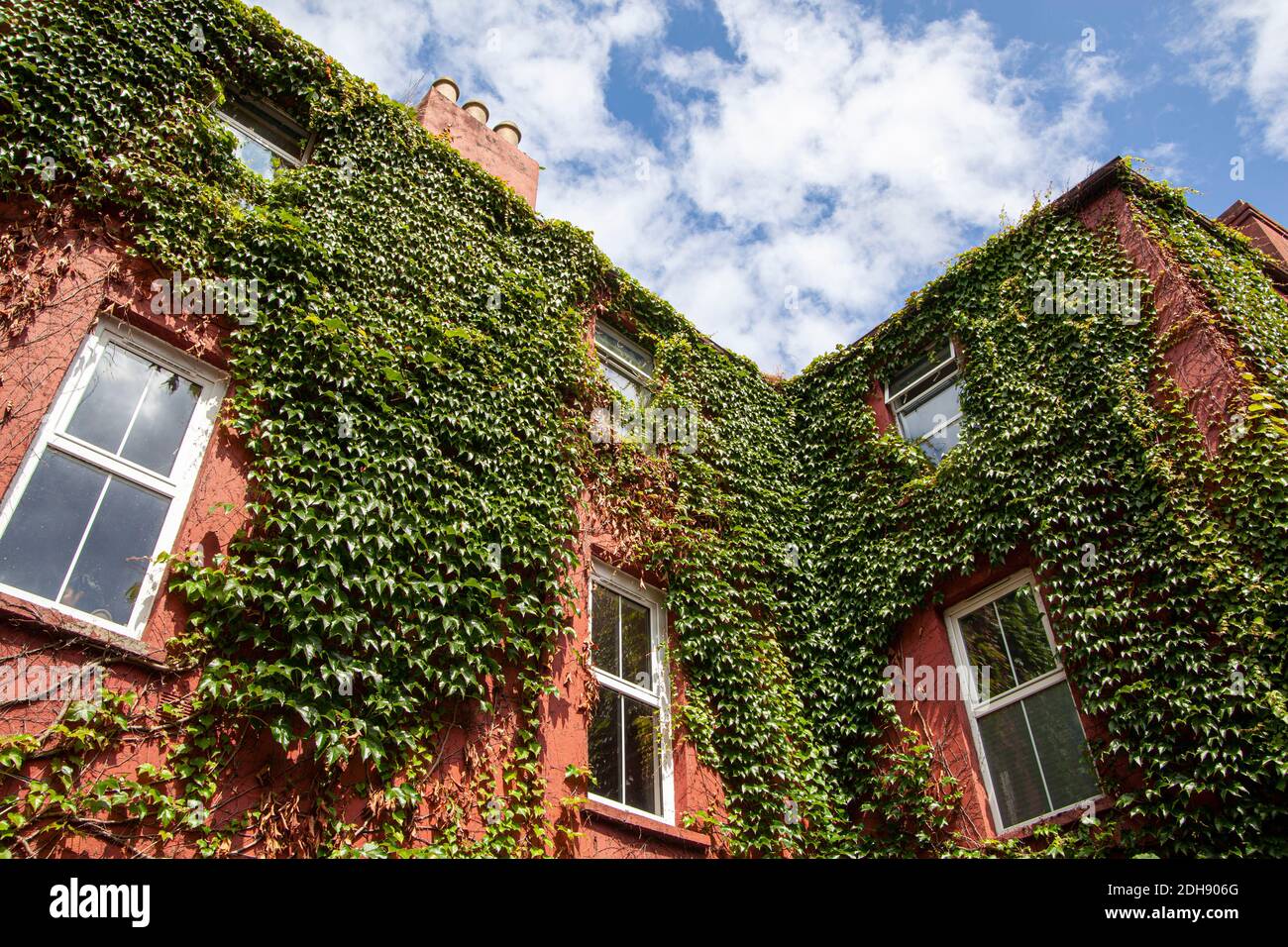 Baum kriecher irland -Fotos und -Bildmaterial in hoher Auflösung – Alamy