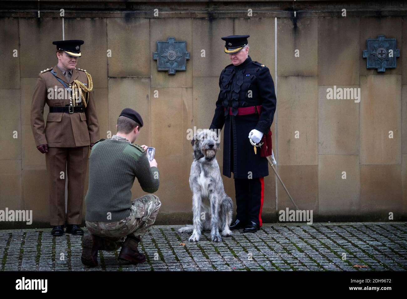 Das neue Maskottchen der irischen Garde, ein irischer Wolfshund namens ...
