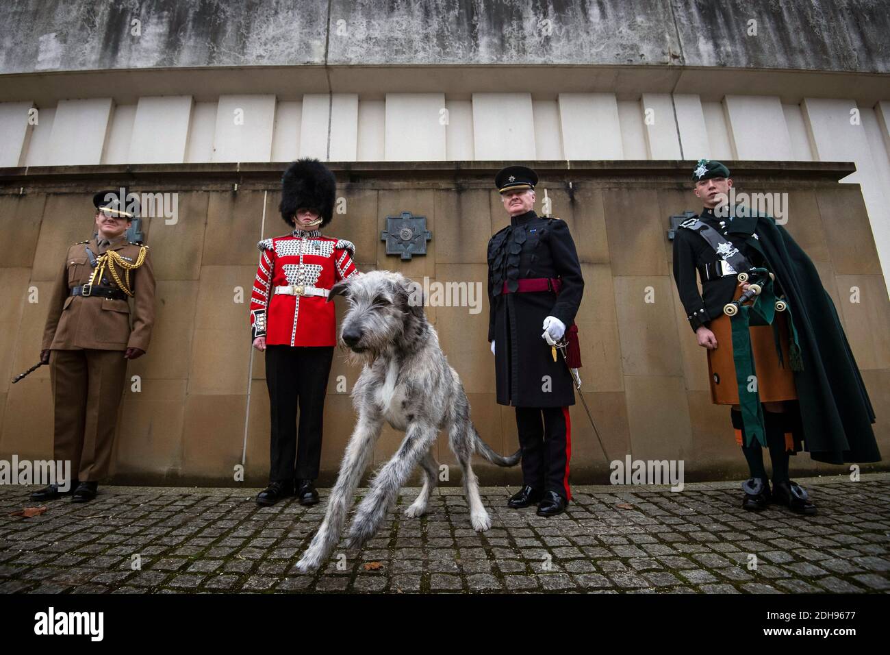 Das neue Maskottchen der irischen Garde, ein irischer Wolfshund namens ...