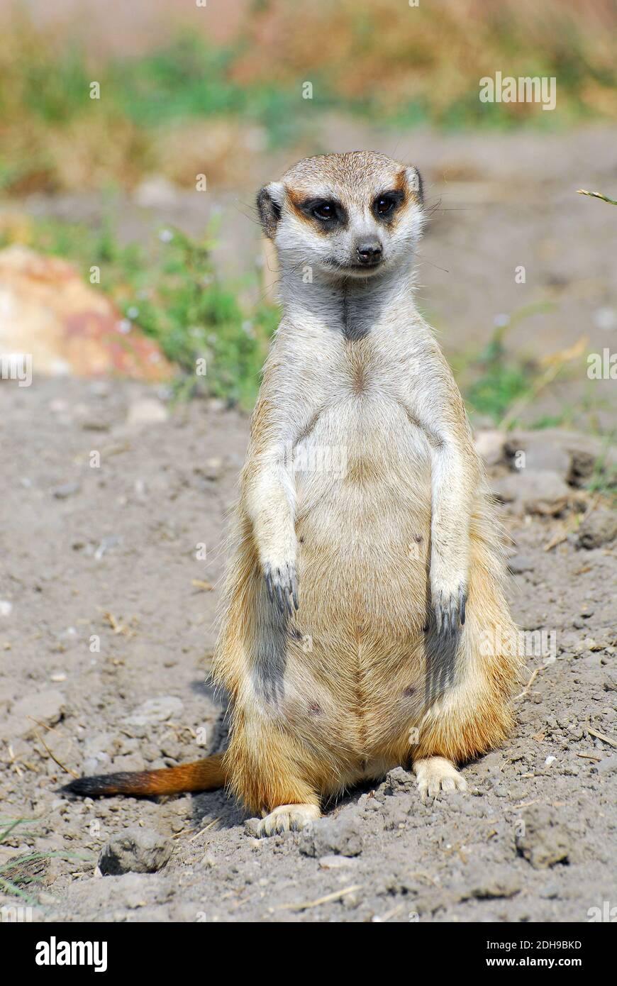 Negyujju manguszta -Fotos und -Bildmaterial in hoher Auflösung – Alamy