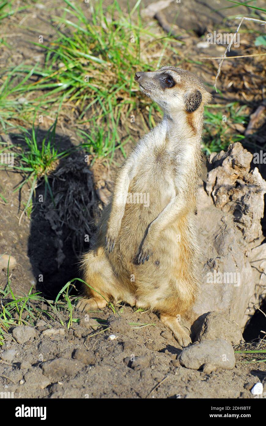 Negyujju manguszta -Fotos und -Bildmaterial in hoher Auflösung – Alamy