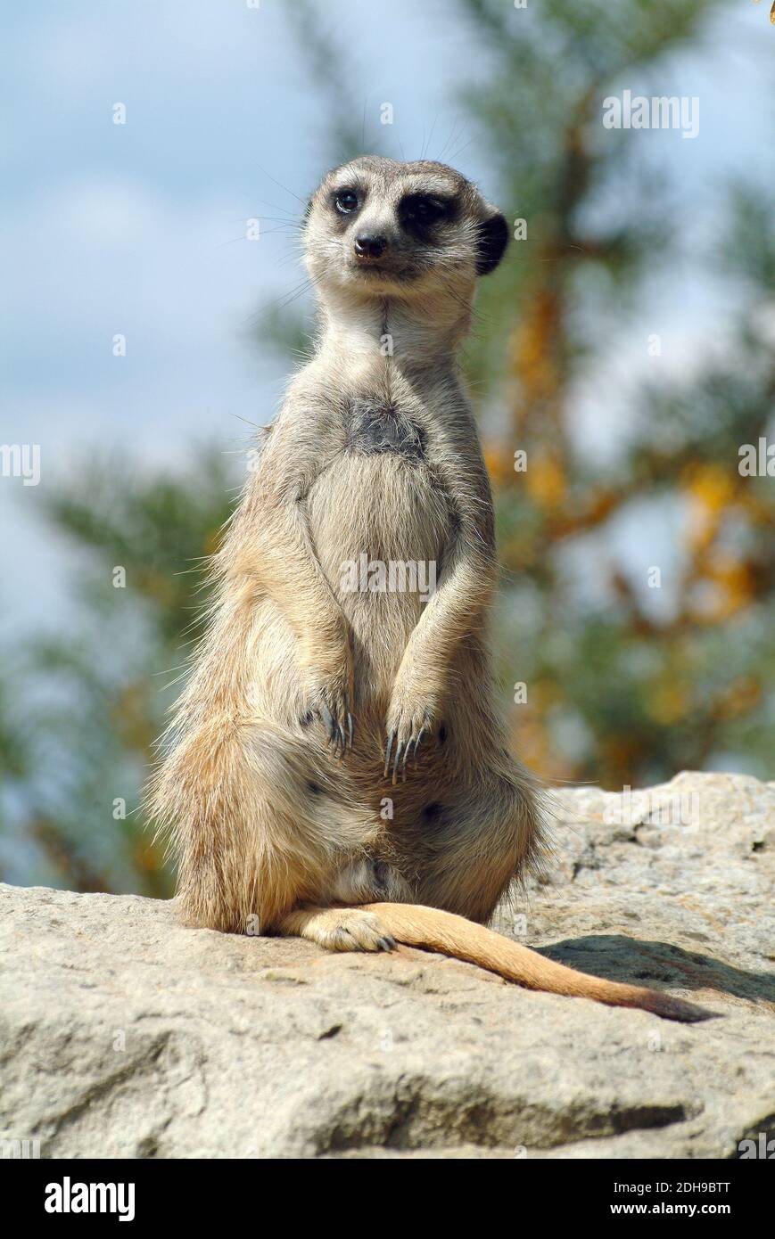 Negyujju manguszta -Fotos und -Bildmaterial in hoher Auflösung – Alamy