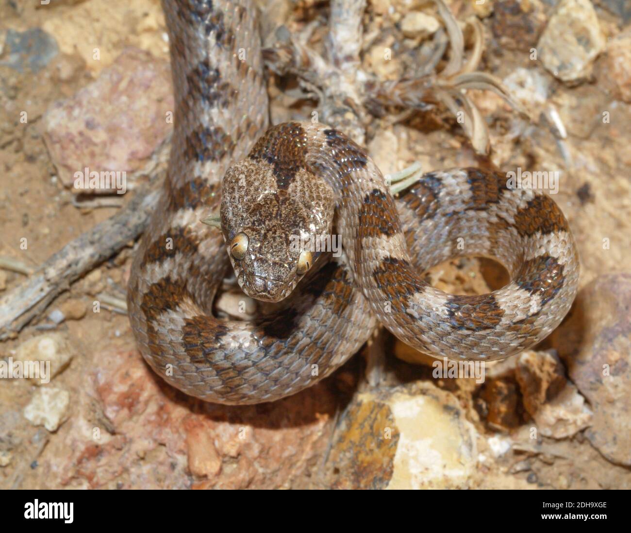 European cat snake telescopus -Fotos und -Bildmaterial in hoher ...