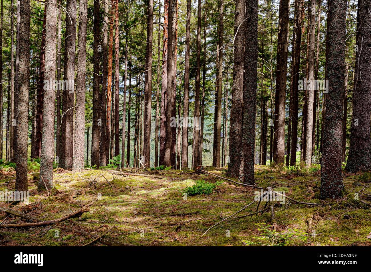 Blick auf ein Unterholz in einem Wald. Ein enger Tannenstand verhindert ...