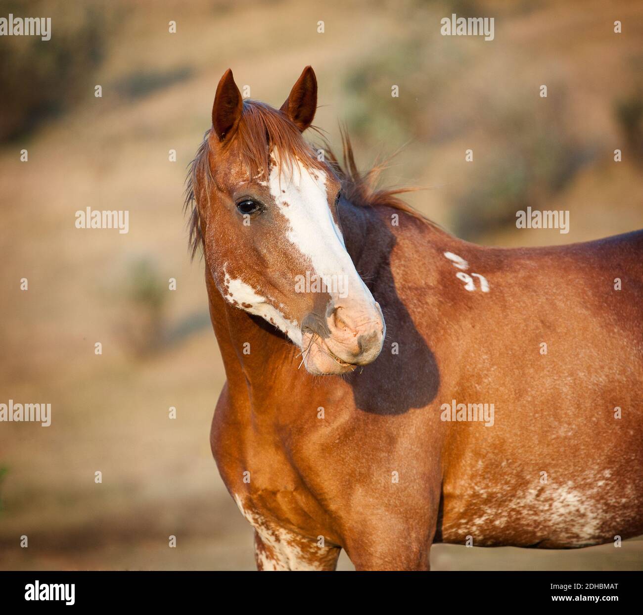 Pinto stallion -Fotos und -Bildmaterial in hoher Auflösung – Alamy