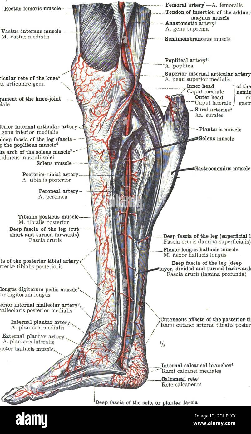 Die Anatomie der vorderen Tibiaarterie des Beins Stockfotografie - Alamy