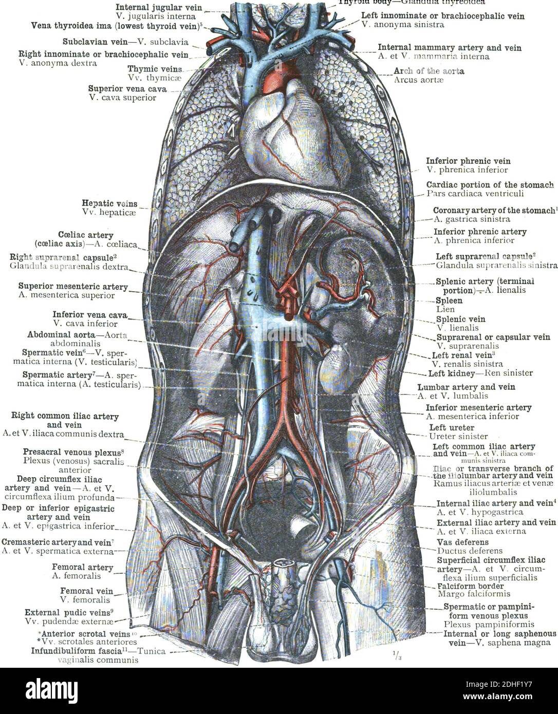 Die Anatomie der Aorta und Vena Cava auf einem weißen Hintergrund ...