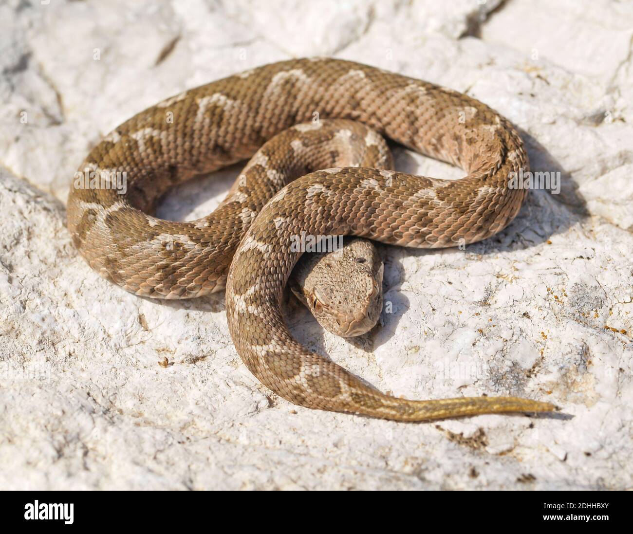 Steinviper, Montivipera xanthina, Vipera xanthina in chios ...