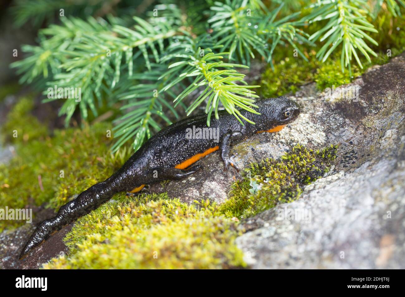 Bergmolch, Berg-Molch, Alpenmolch, Alpen-Molch, Weibchen, Molch, Molche ...